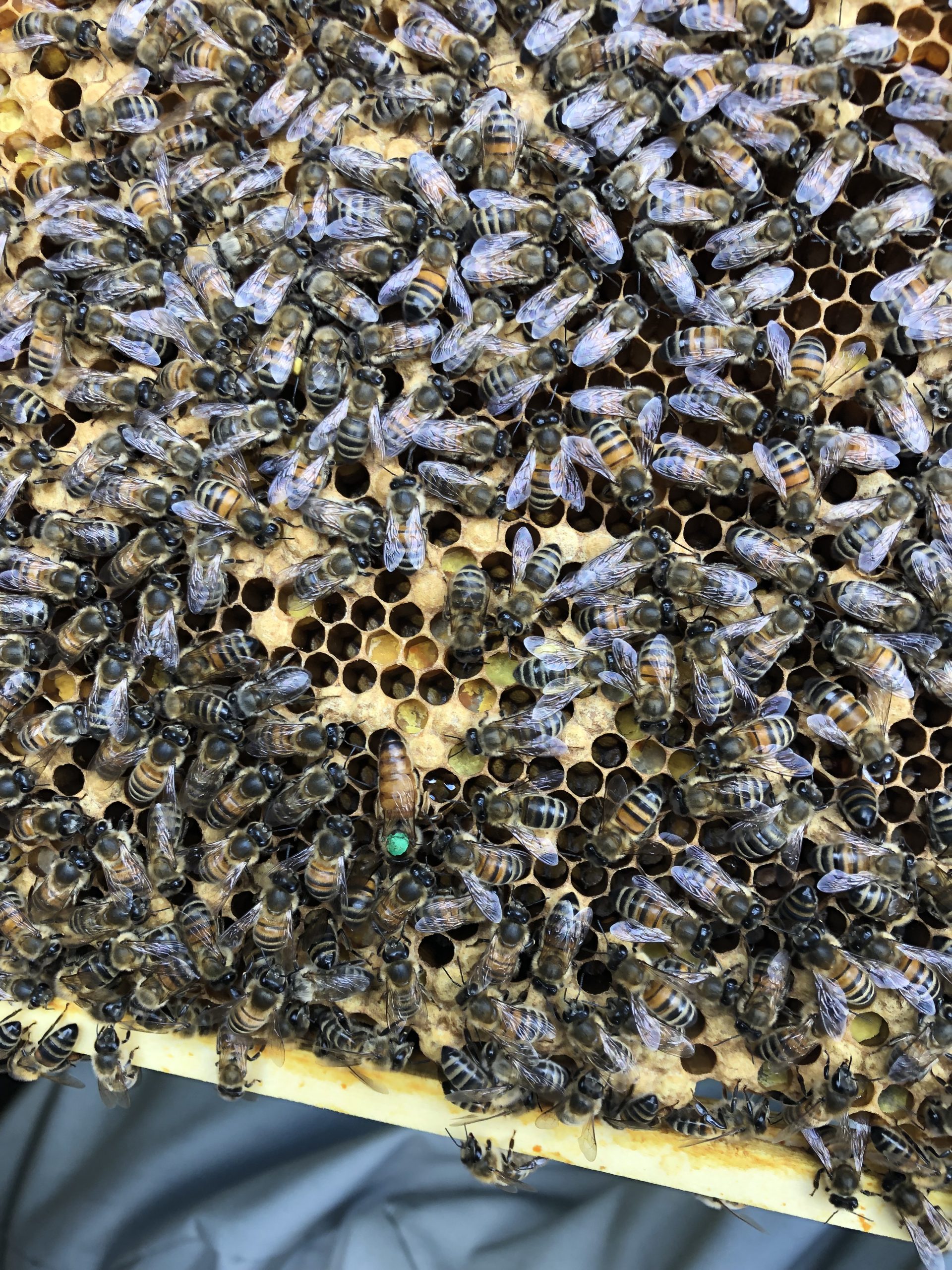 About us – Tudor Thatch Honey