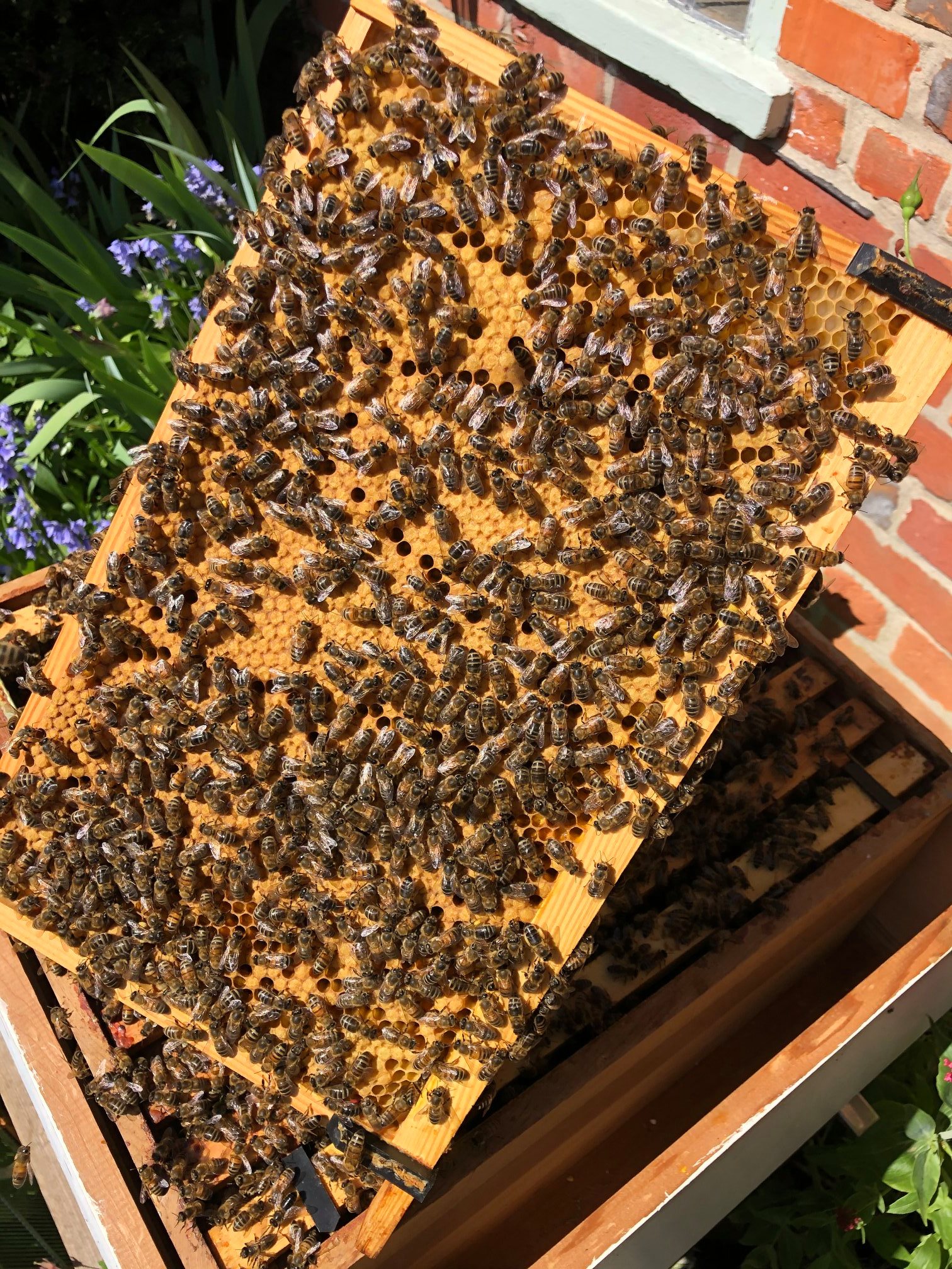 About us – Tudor Thatch Honey