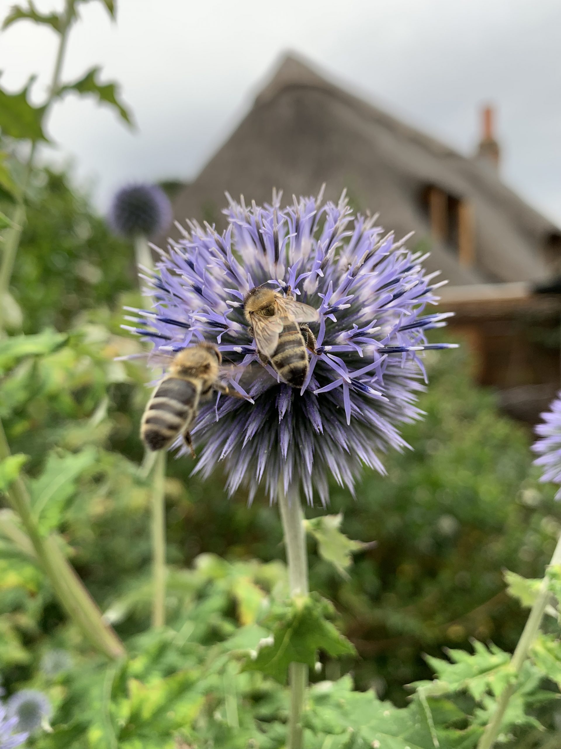 Tudor Thatch Honey – Local honey bee products West Berkshire